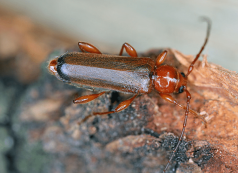 Wood Borer Australia - Borer Treatment - Information | Pest Free Sydney